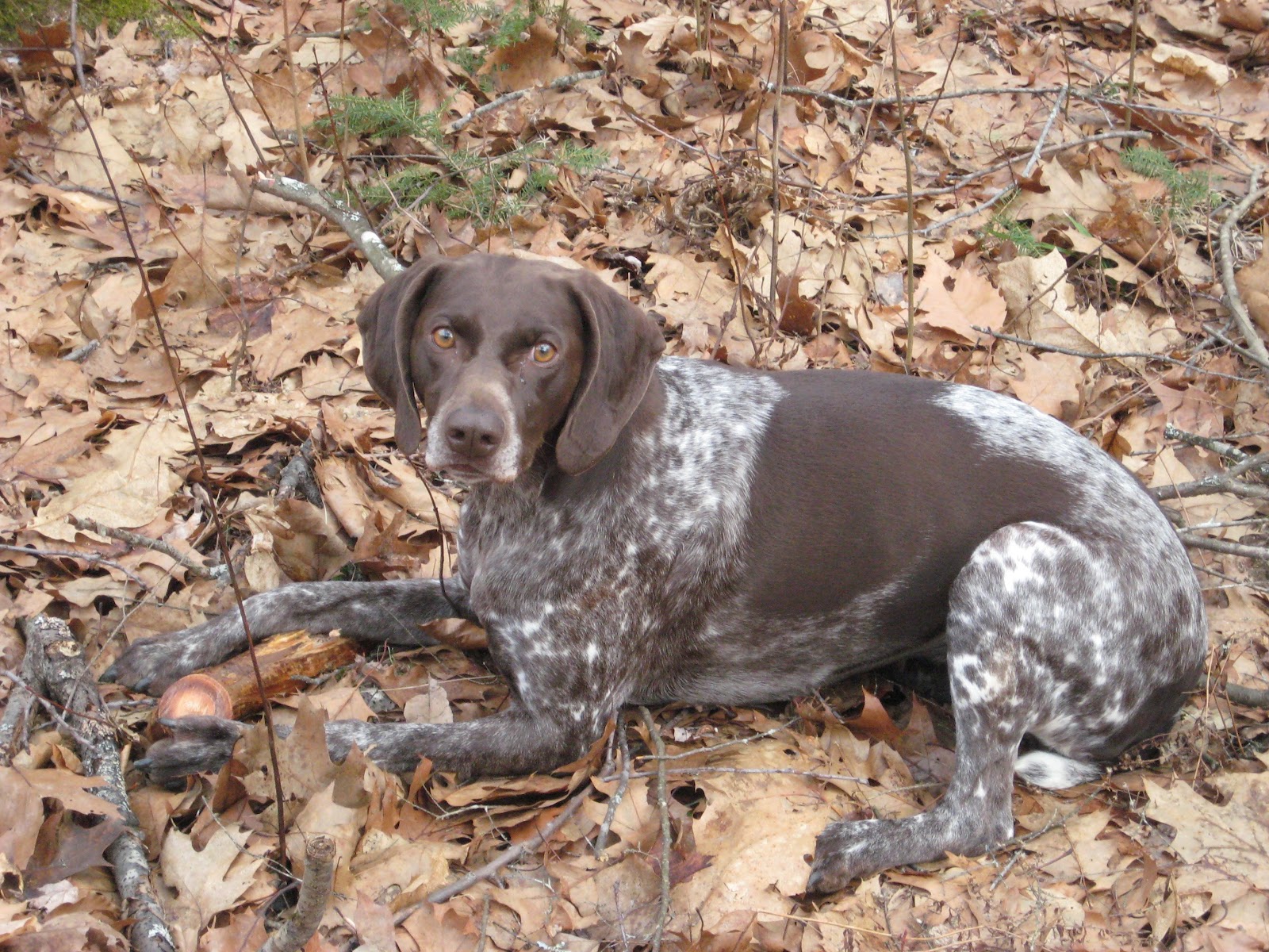 German Shorthaired Pointer Breed Guide Learn About The German German Shorthaired Pointer Breed Guide Learn About The German